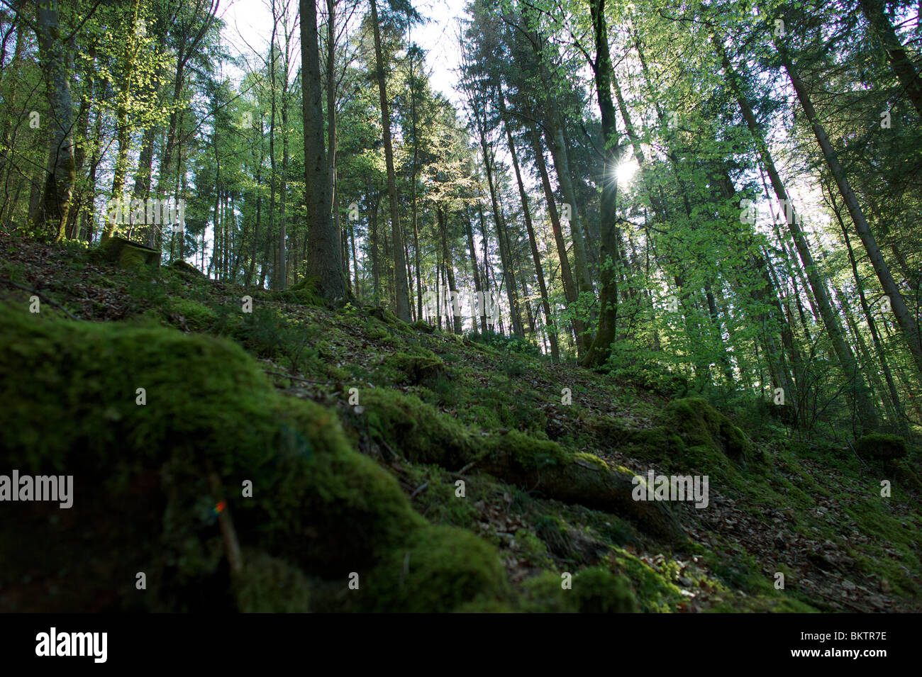 In deep German forest Stock Photo - Alamy