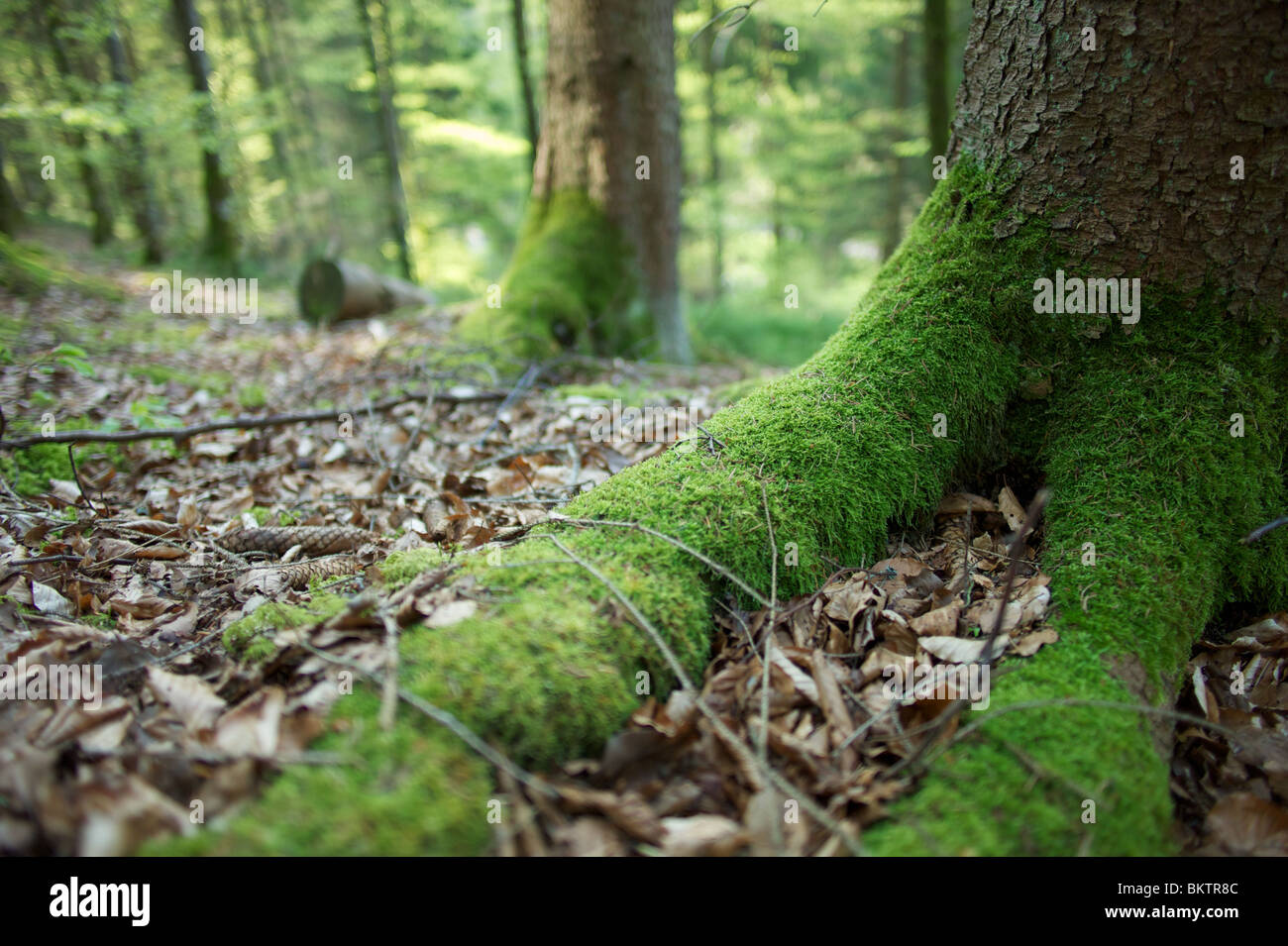 In deep German forest Stock Photo - Alamy