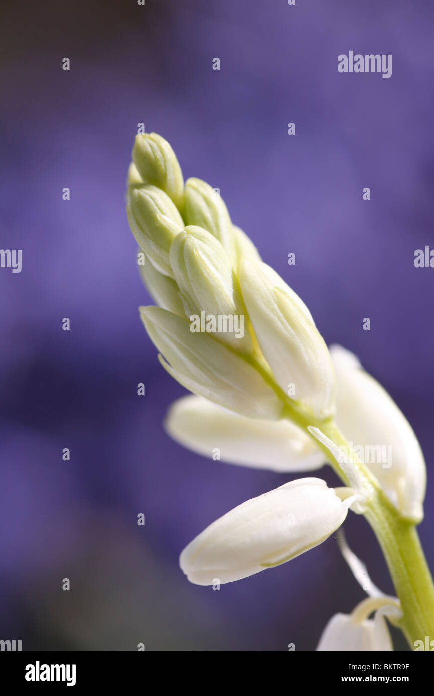 White bell hi-res stock photography and images - Alamy