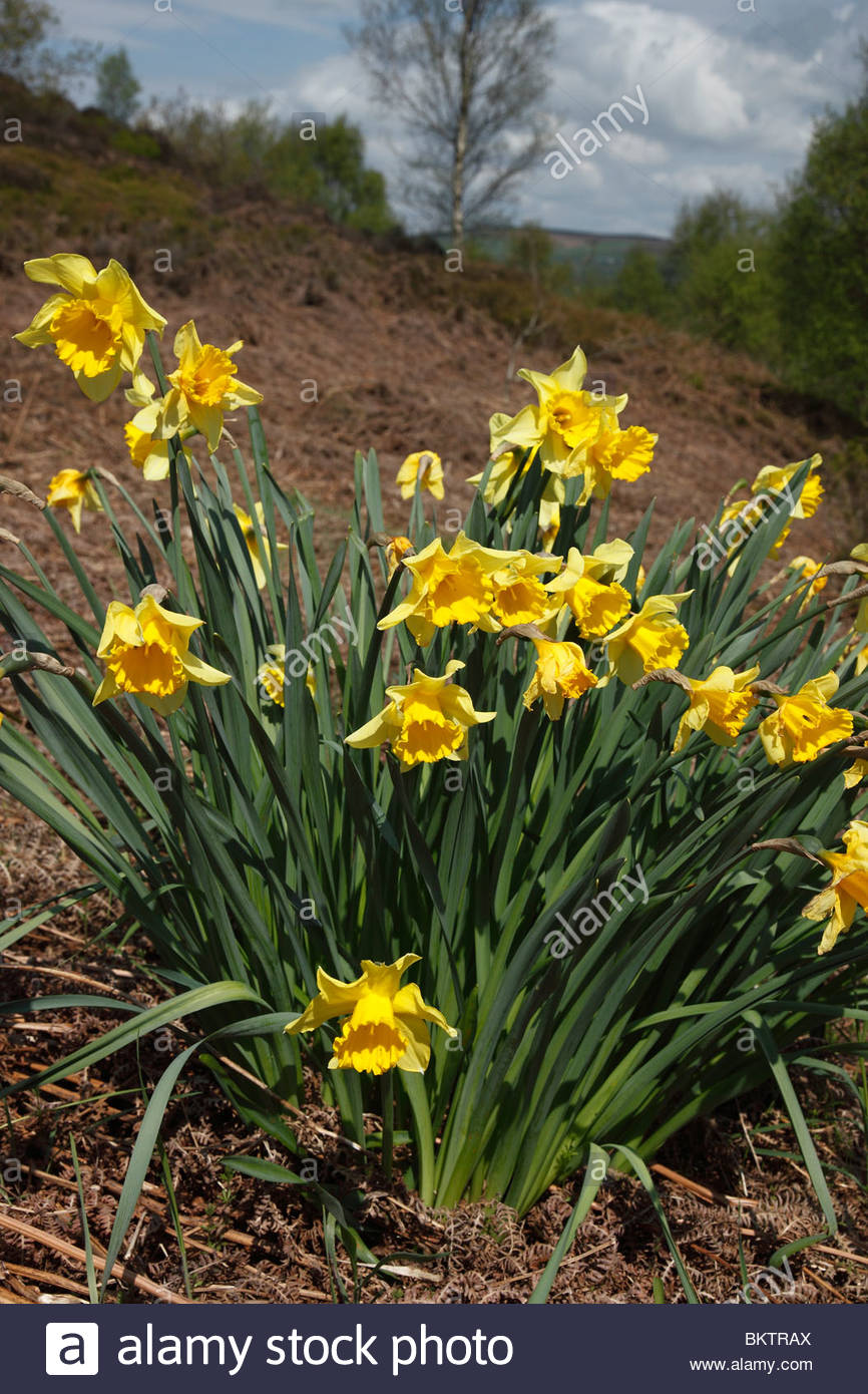 Druids Altar High Resolution Stock Photography and Images - Alamy