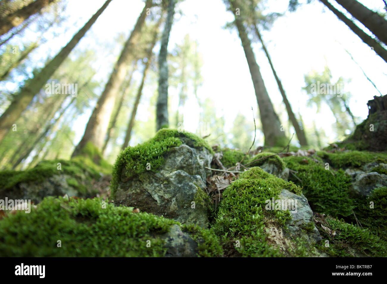 In deep German forest Stock Photo - Alamy