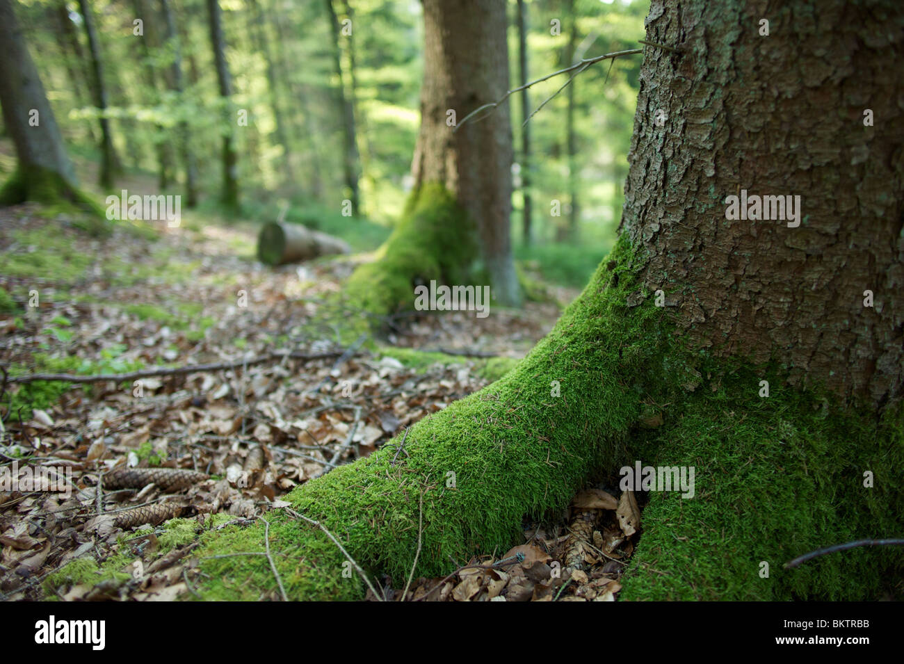 In deep German forest Stock Photo - Alamy