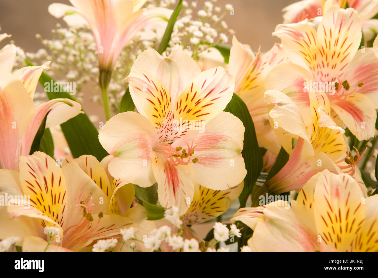 Iris flower arrangement Stock Photo - Alamy