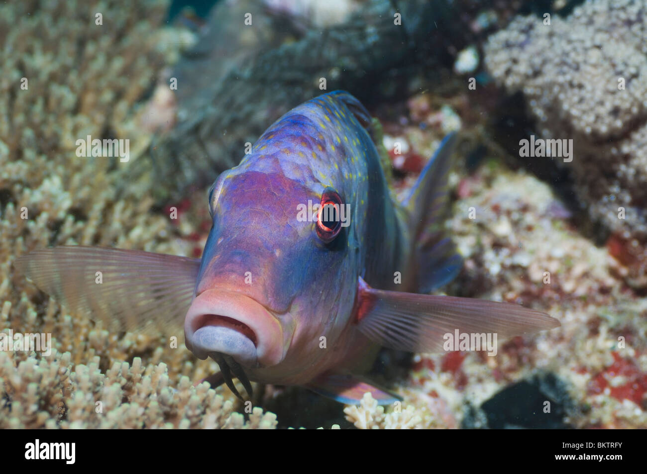 Indian goatfish hi-res stock photography and images - Alamy