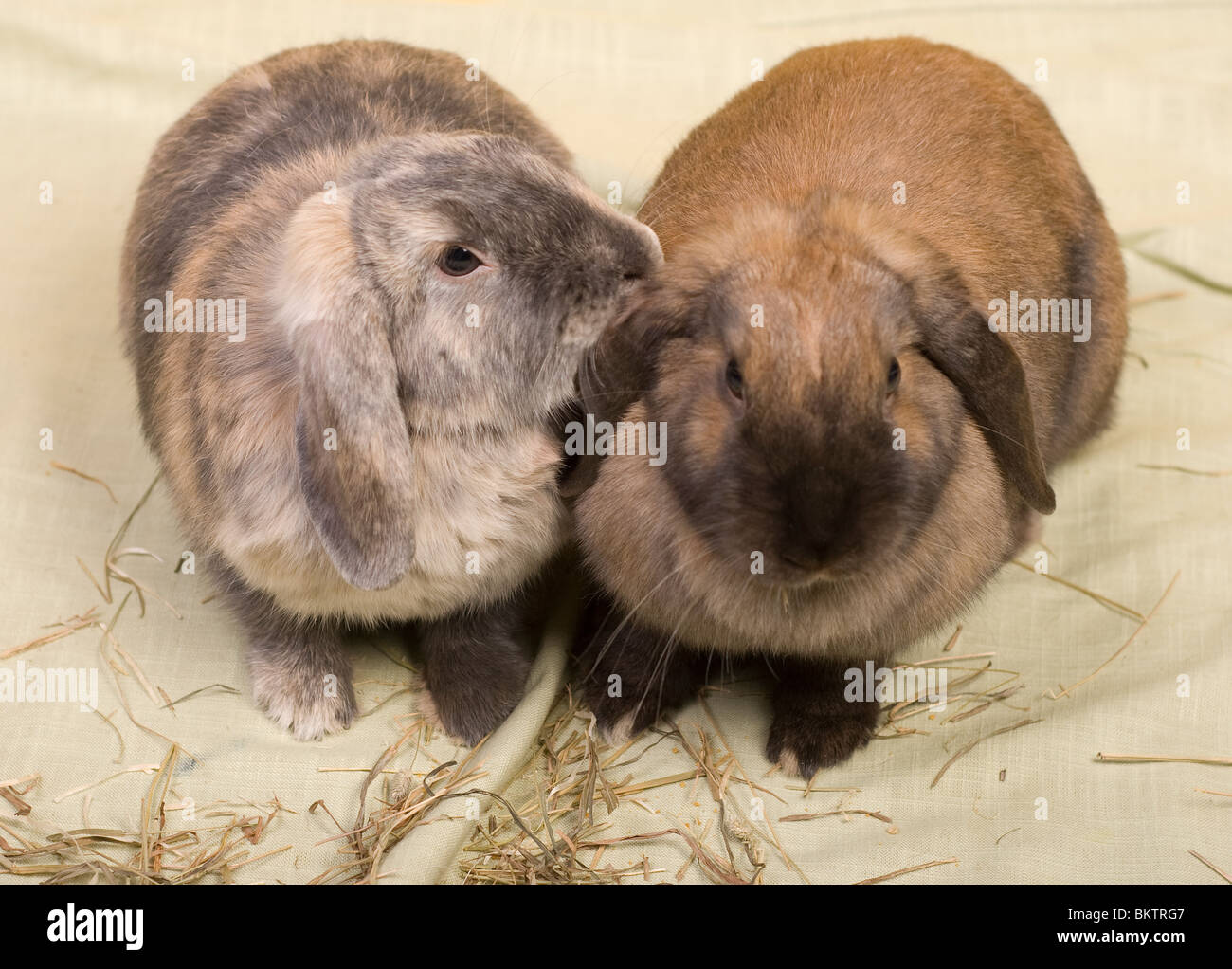 Two bunnies. One grooming other Stock Photo - Alamy