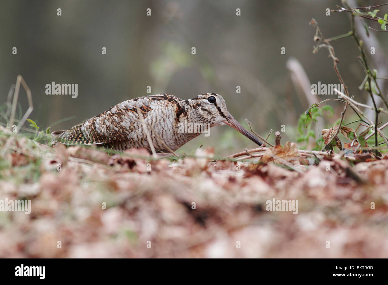 Woodcock, Scolopax rusticola, single bird walking in oak woodland ...