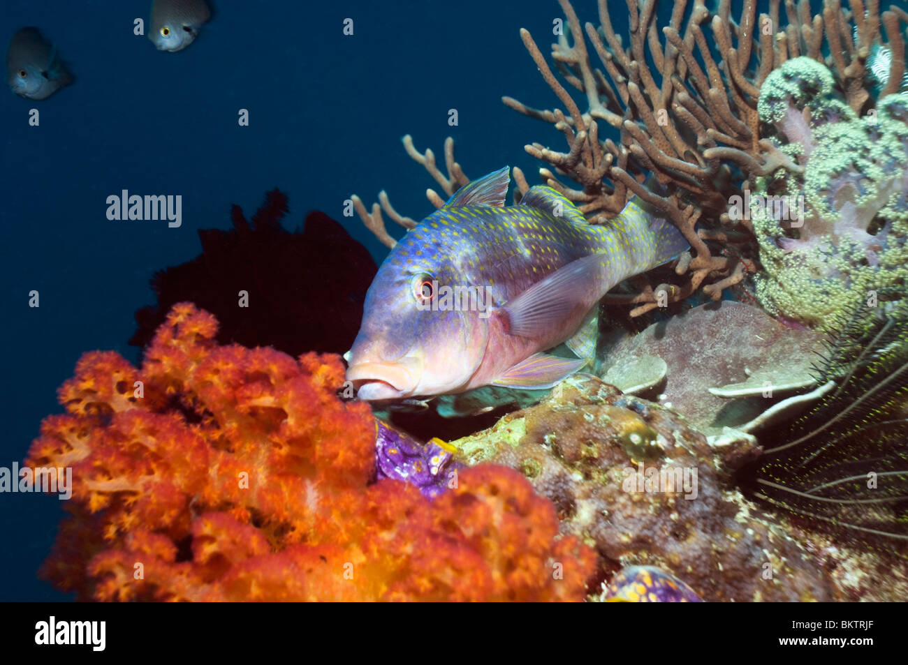 Indian goatfish hi-res stock photography and images - Alamy