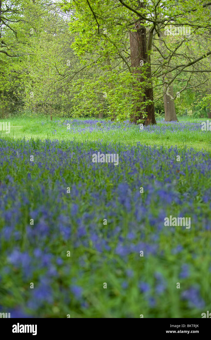 Bluebells in flower in Kew Gardens, London UK Stock Photo - Alamy
