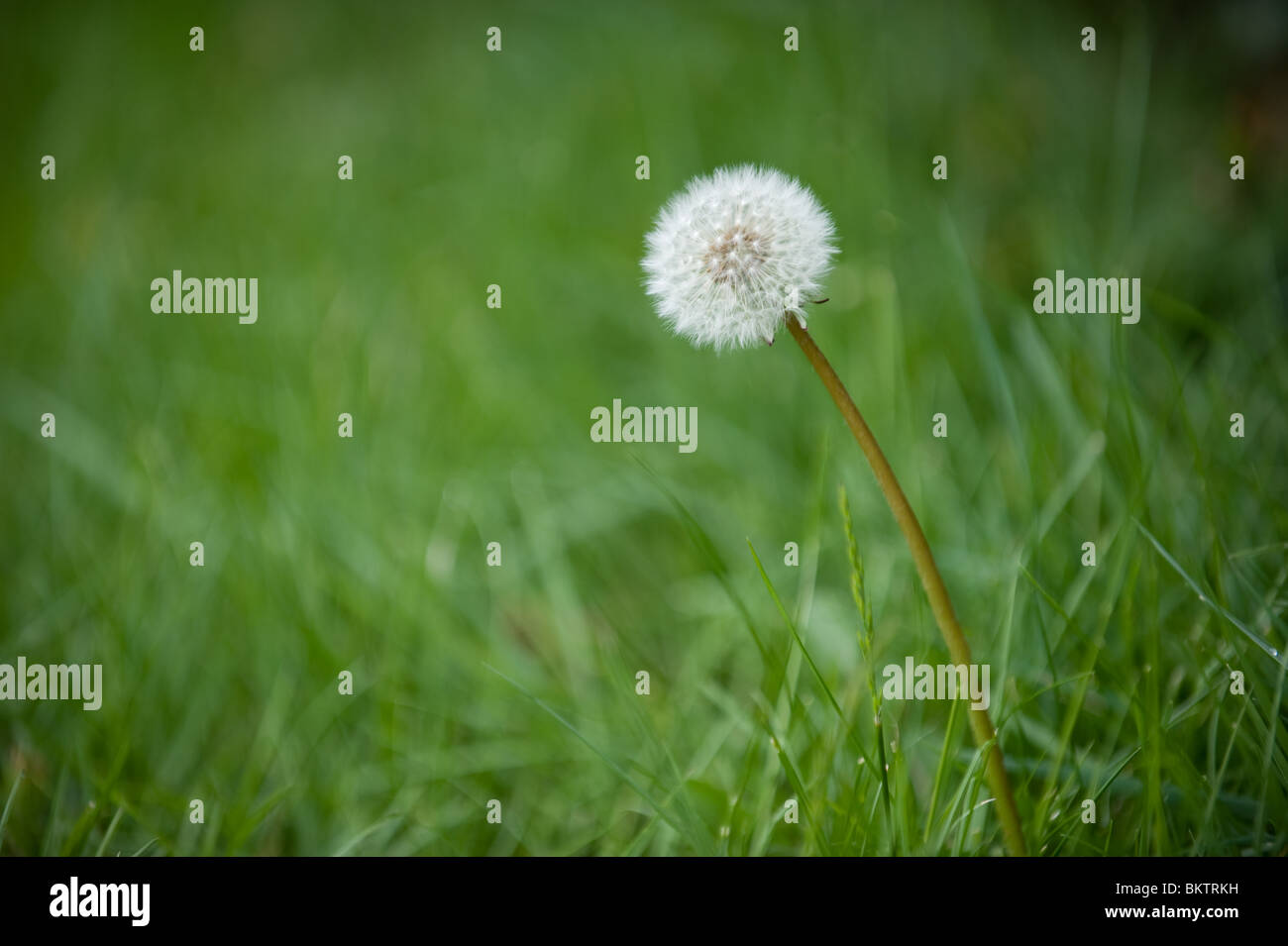 A single dandelion seed head seen against green grass, London UK Stock ...