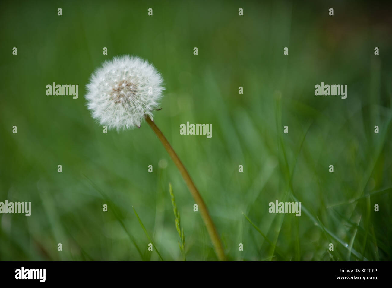 A single dandelion seed head seen against green grass, London UK Stock ...