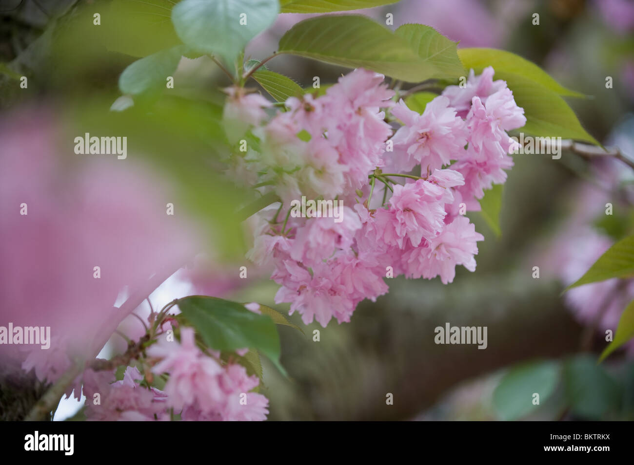 Pink Cherry blossom in May, Kew Gardens, London UK Stock Photo - Alamy