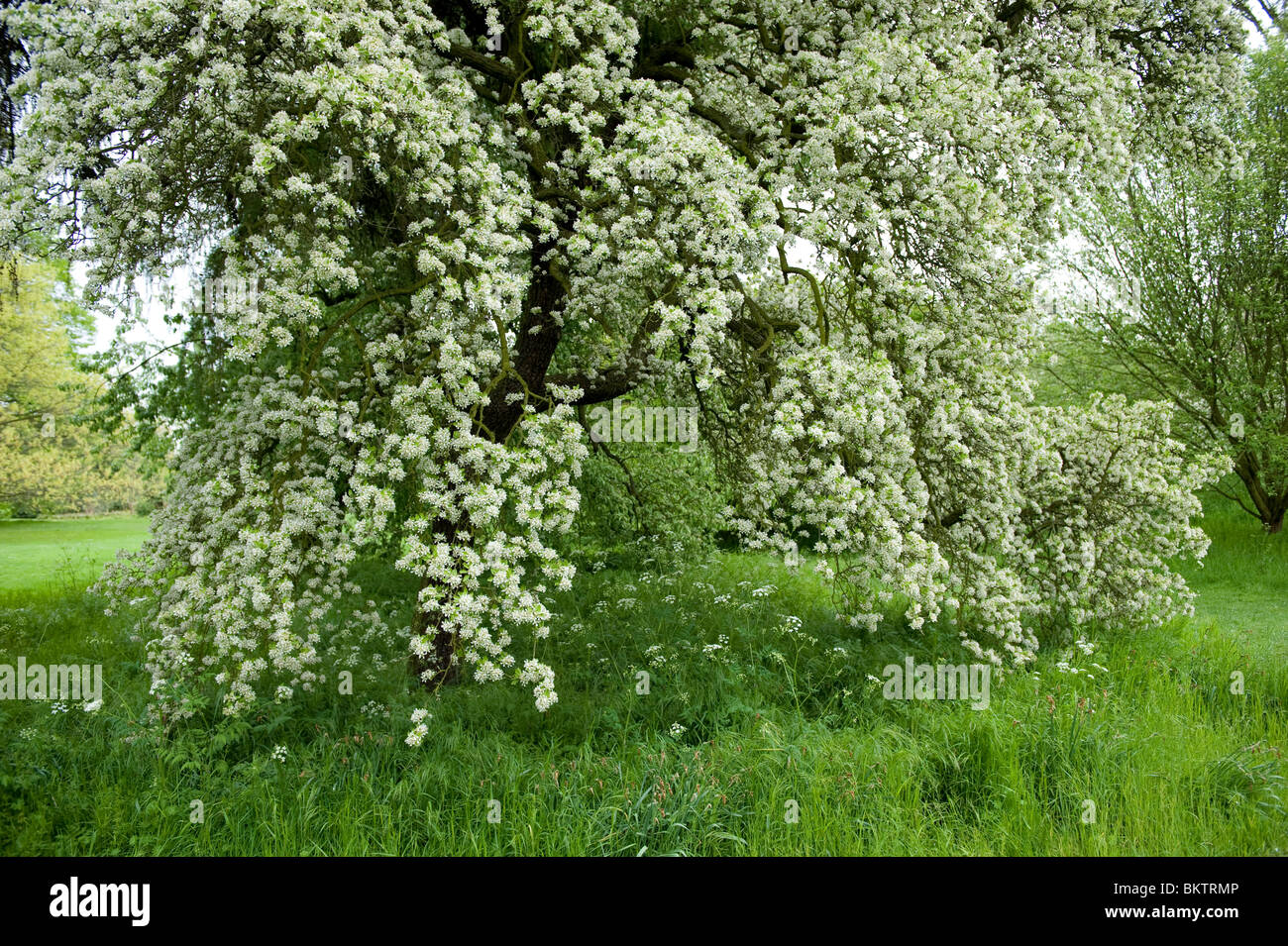 Woodland walk kew garden hi-res stock photography and images - Alamy