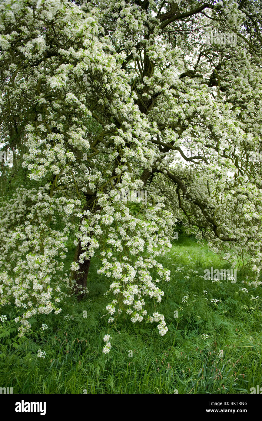 Woodland walk kew garden hi-res stock photography and images - Alamy