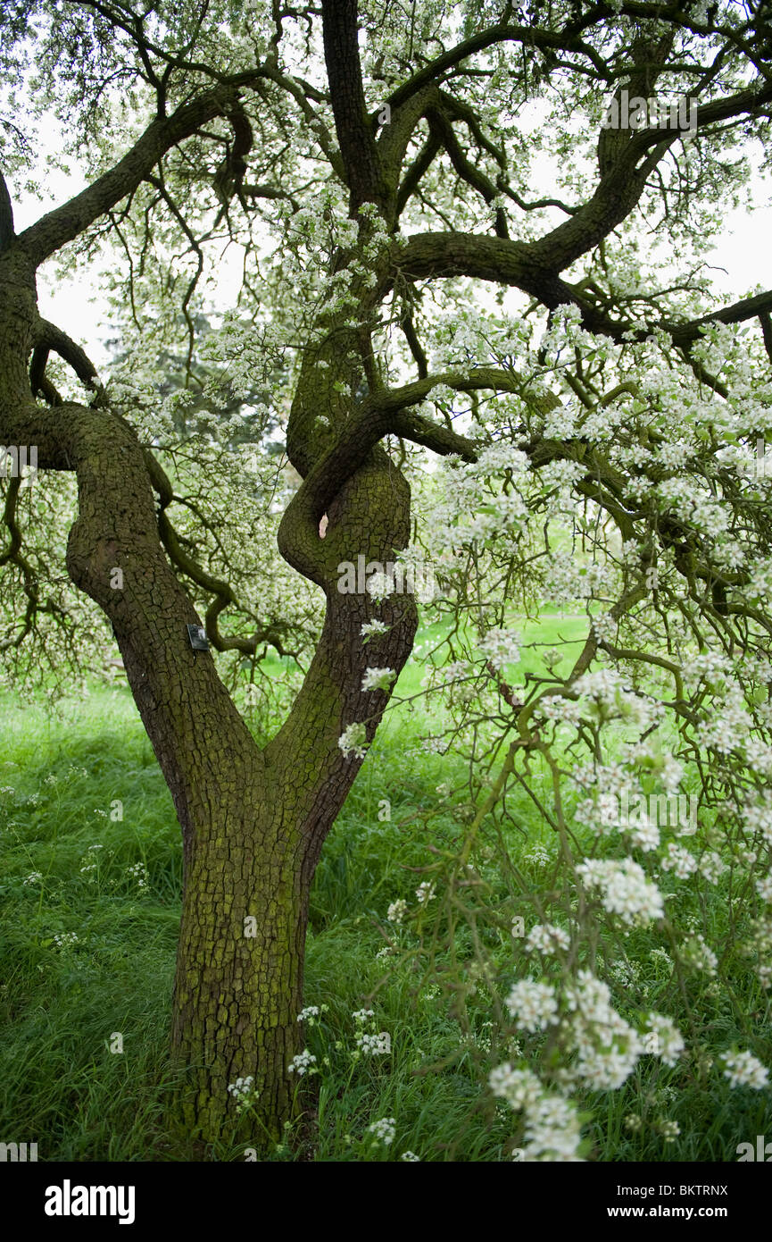 Almond leaved pear tree hi-res stock photography and images - Alamy