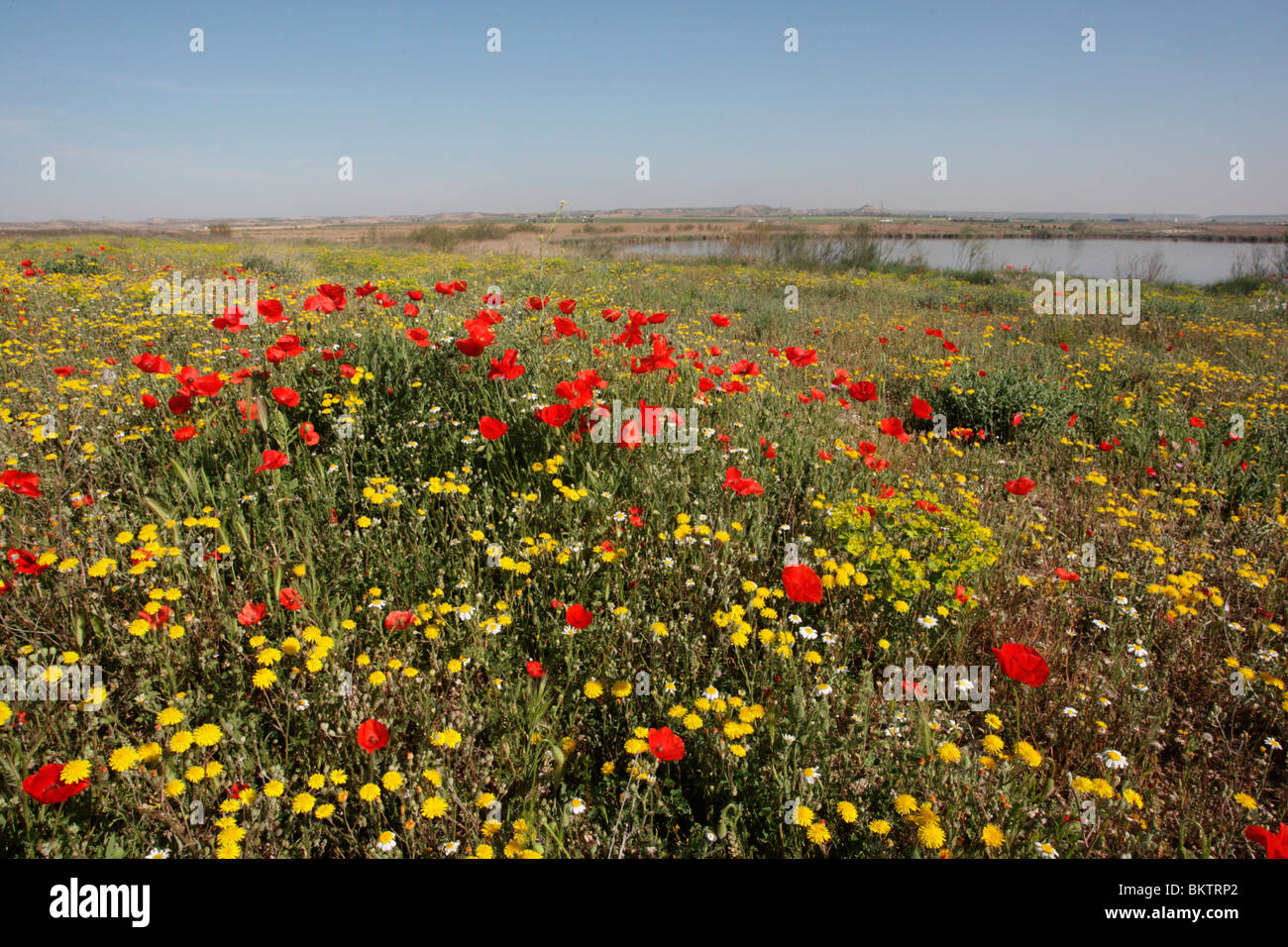 Poppy in spain hi-res stock photography and images - Alamy