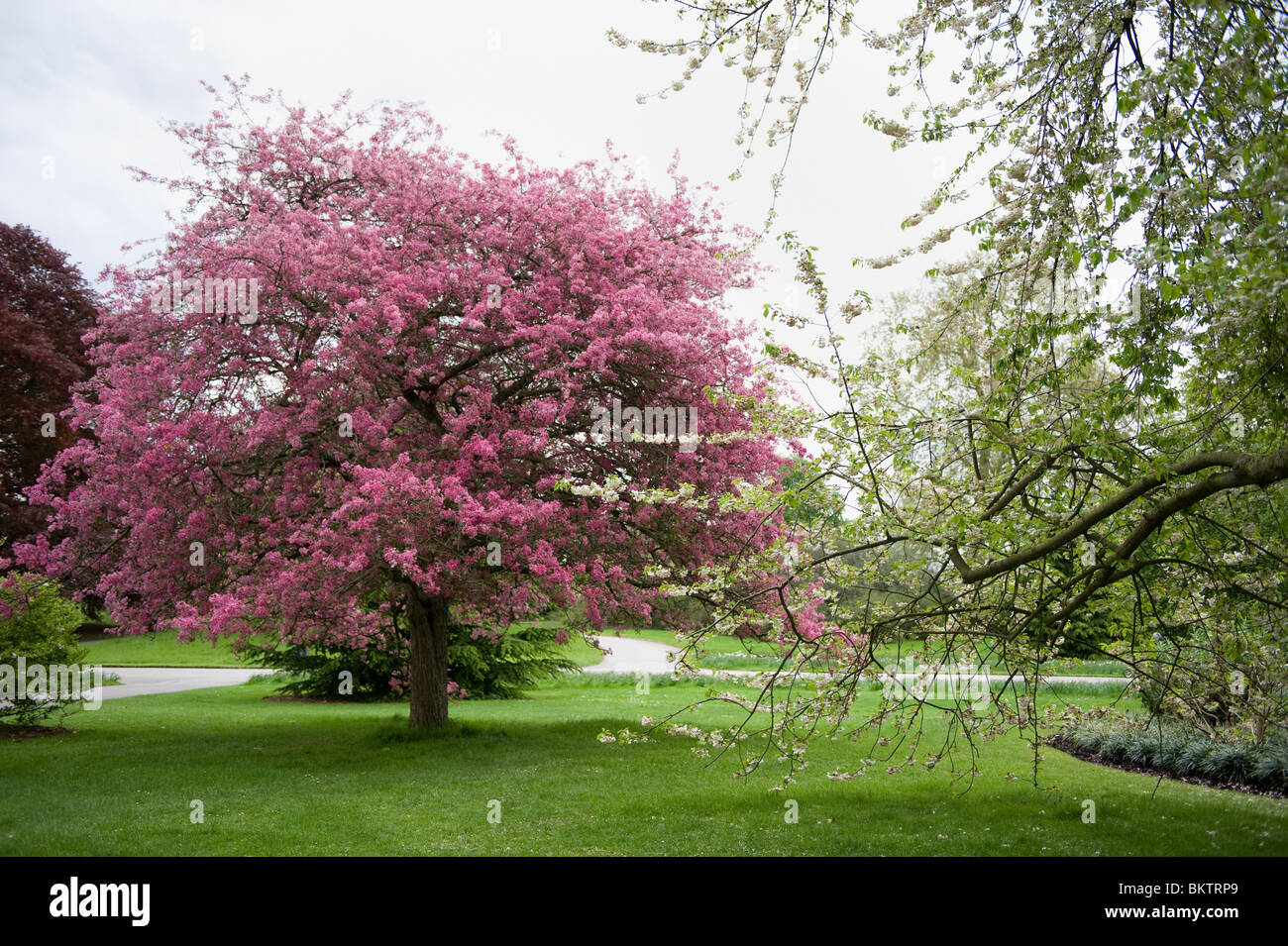 Trees in blossom in Kew Gardens in spring, UK 2010 Stock Photo - Alamy