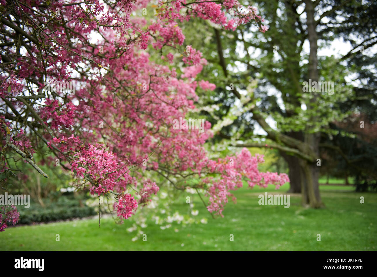 Woodland walk kew garden hi-res stock photography and images - Alamy