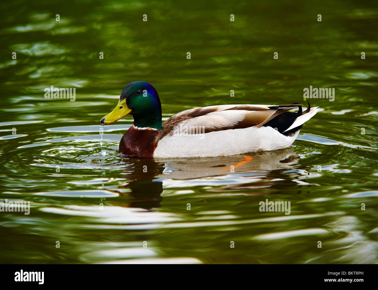 duck mallard in the park Stock Photo - Alamy