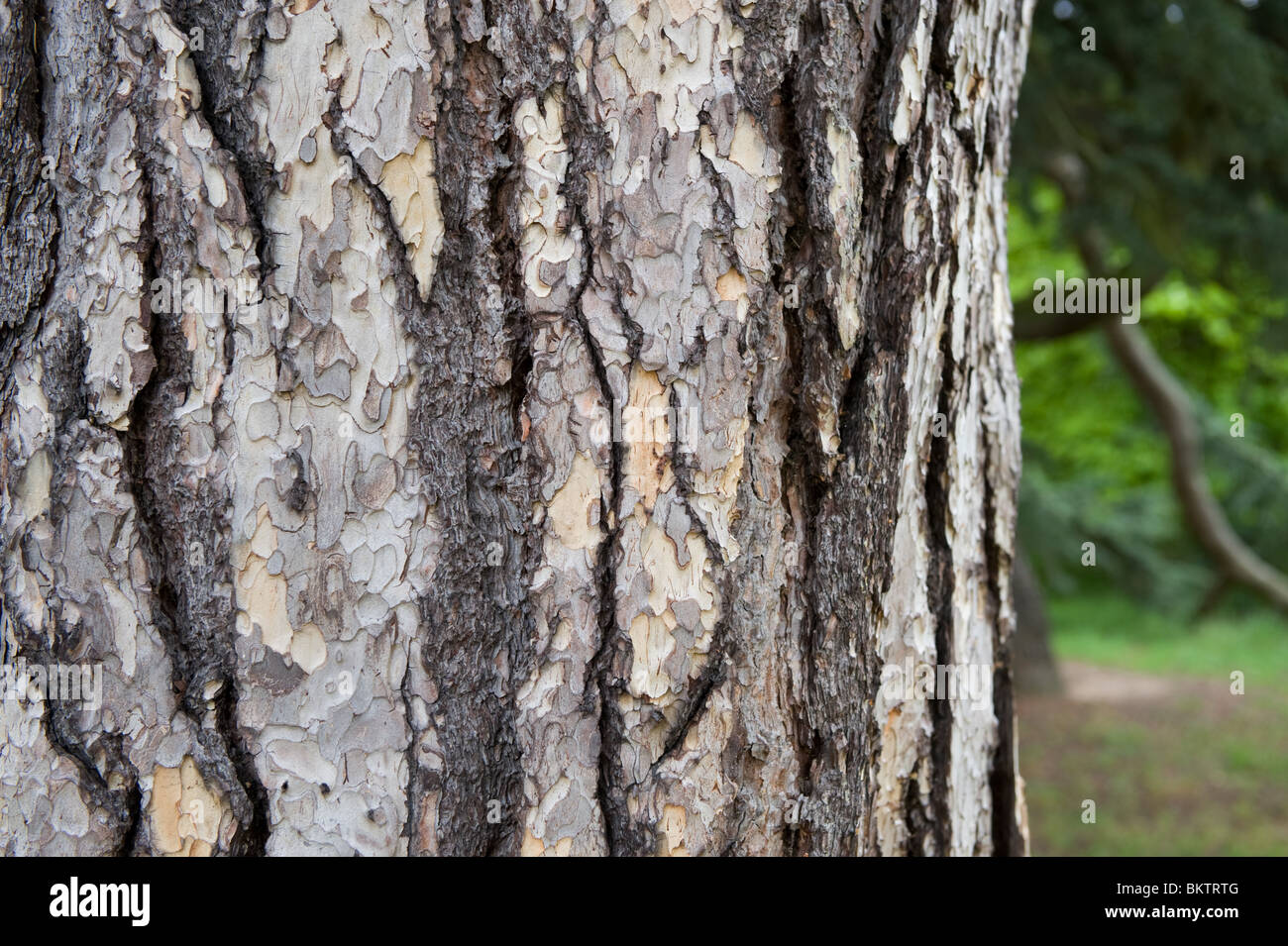 Pinus Nigra Bark