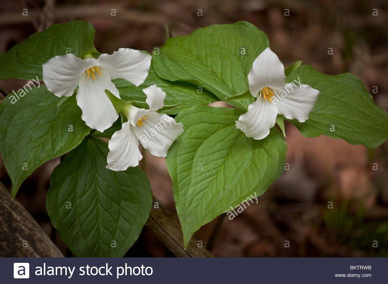 Perennial Flower Ontario High Resolution Stock Photography and Images ...