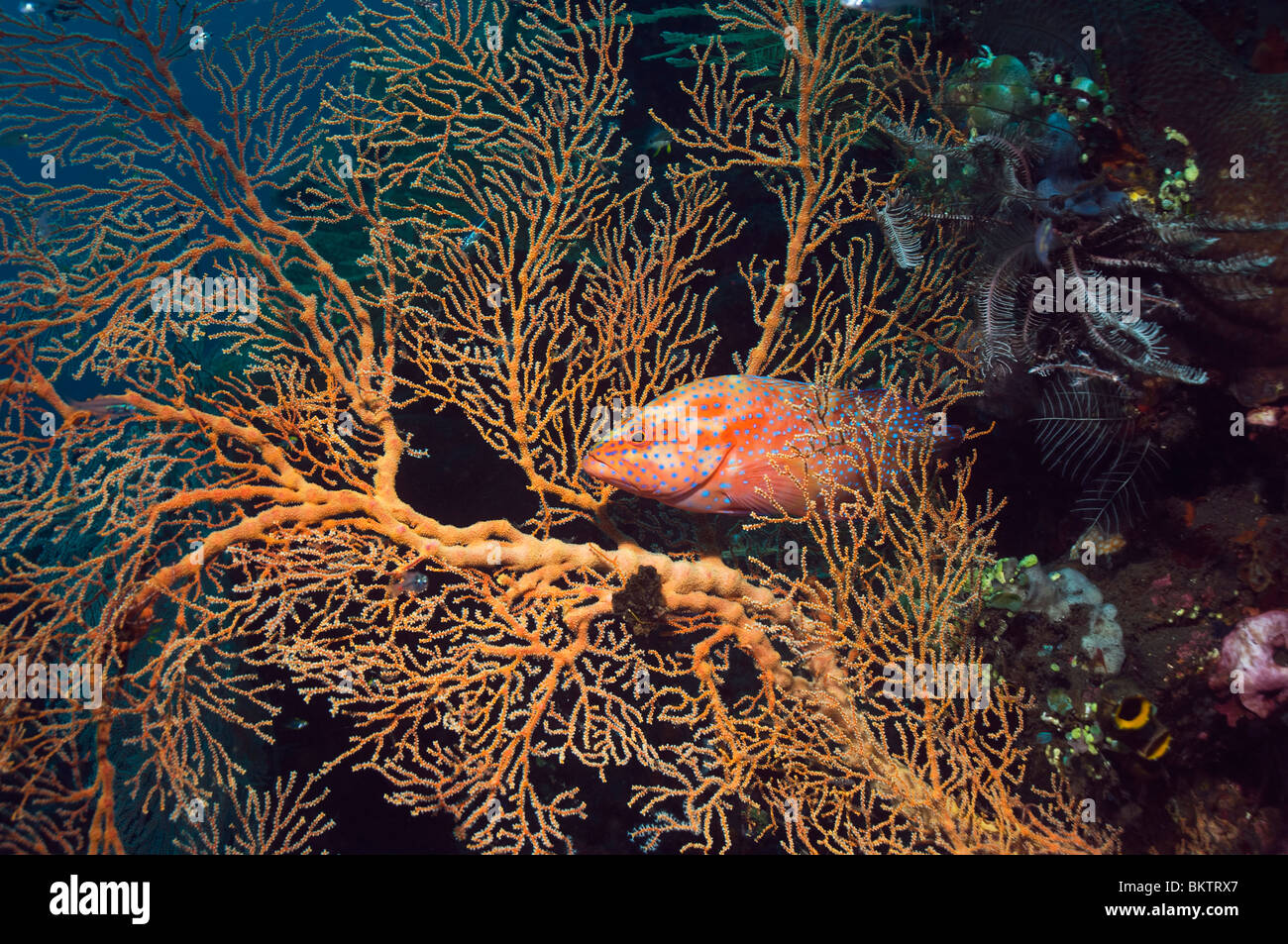 Coral hind (Cephalopholis minata) lying in ambush in gorgonian coral ...