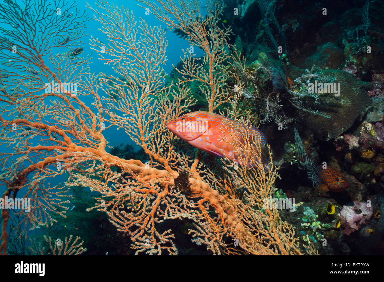 Coral hind (Cephalopholis minata) lying in ambush in gorgonian coral ...