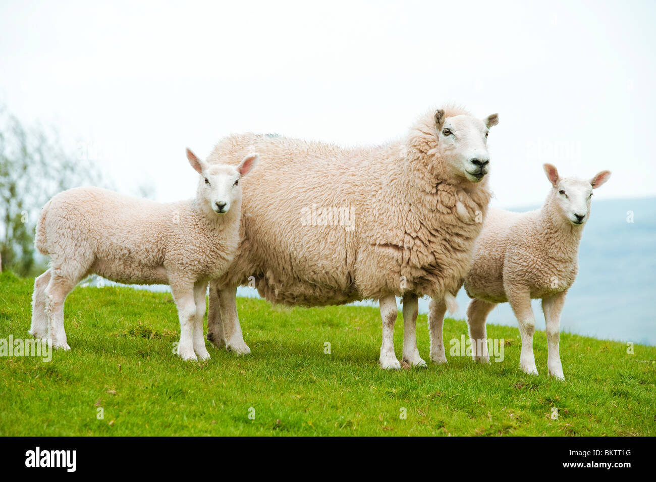Mother ewe sheep with two cute lambs Stock Photo - Alamy