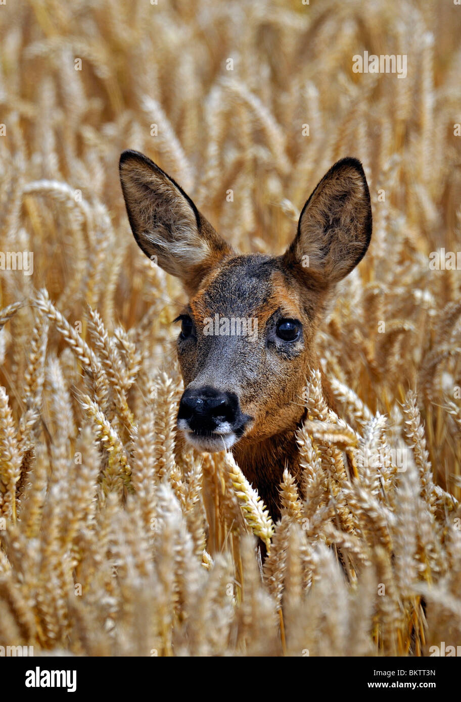 Mammal agriculture hi-res stock photography and images - Alamy