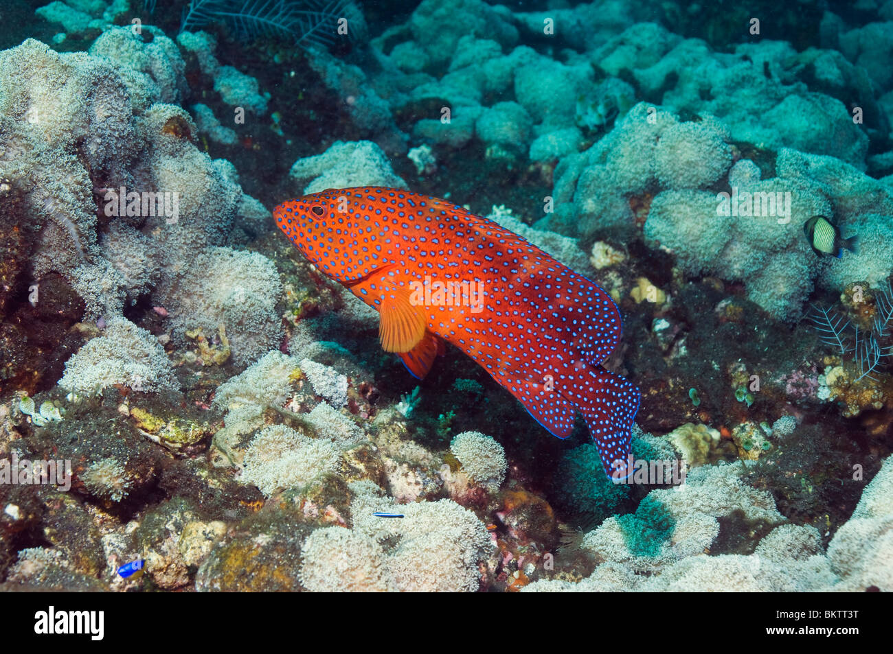 Coral hind (Cephalopholis miniata) over coral reef with anemones. Bali ...