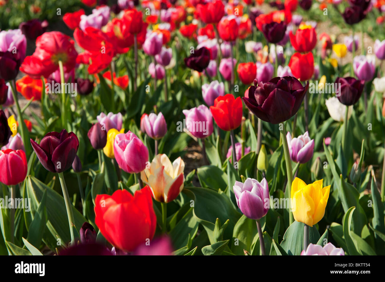 Keukenhof tulips mixed colors hi-res stock photography and images - Alamy