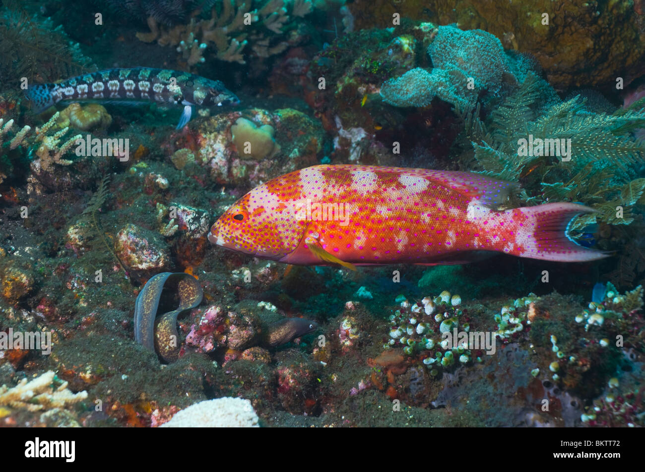 Grouper fish moray eel hunting hi-res stock photography and images - Alamy