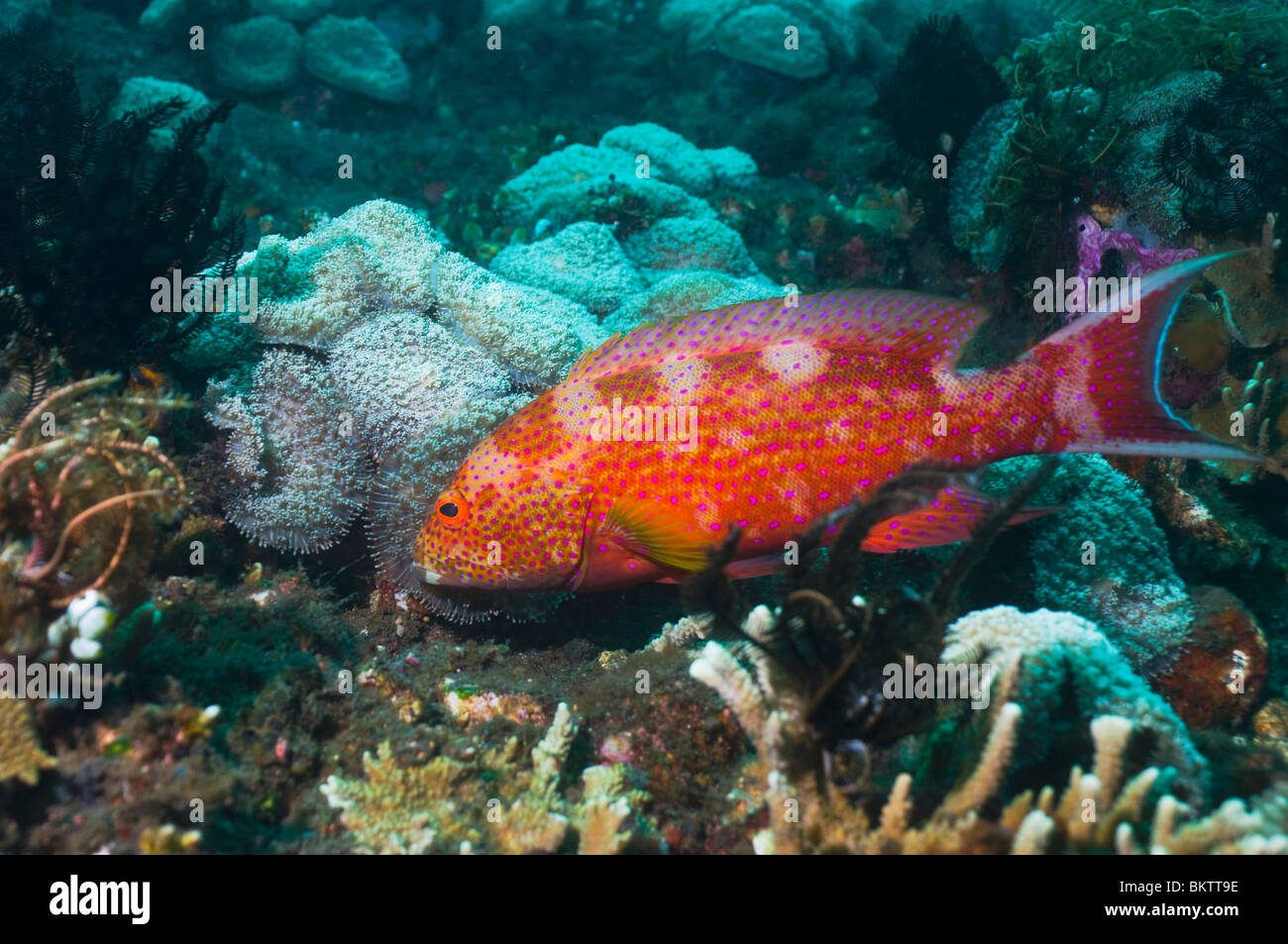 Whitemargin lyretail grouper (Variola albimarginata). Bali, Indonesia ...