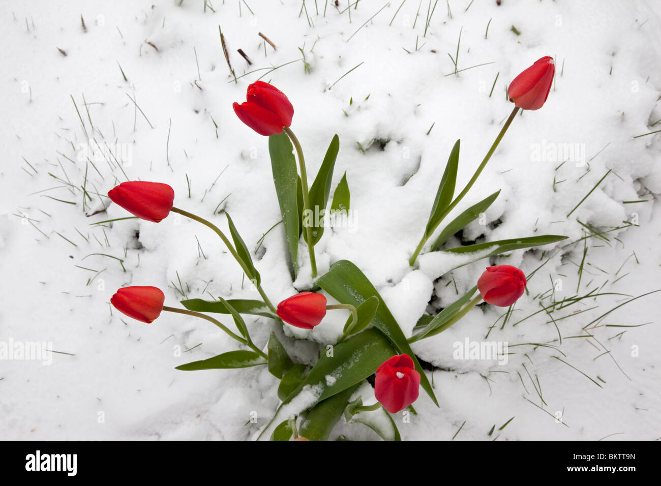 red flowers in unexpected spring snowfall Stock Photo - Alamy