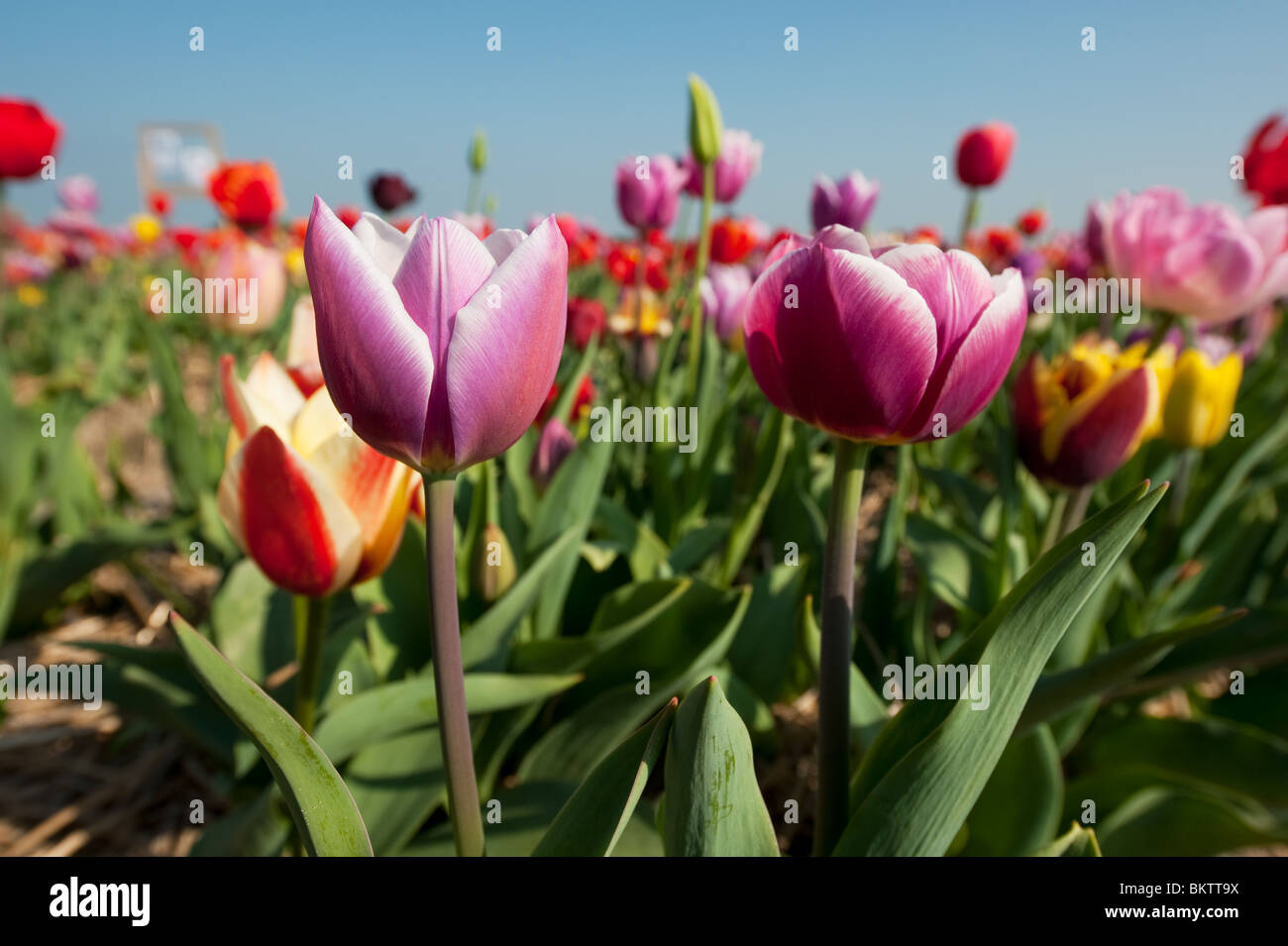 Keukenhof tulips mixed colors hi-res stock photography and images - Alamy