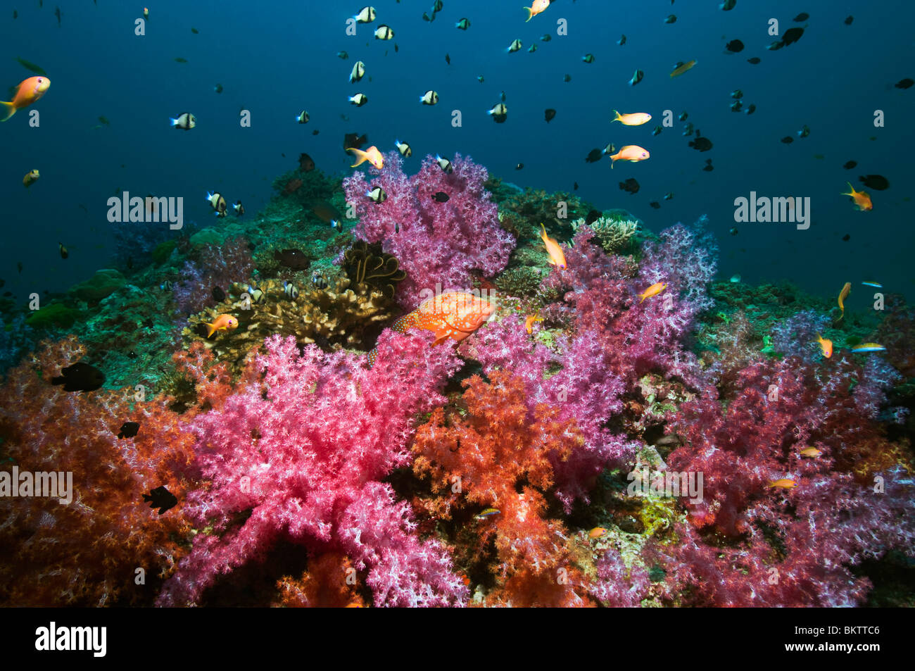 Coral hind (Cephlopholus miniata) lying in ambush amongst soft corals ...