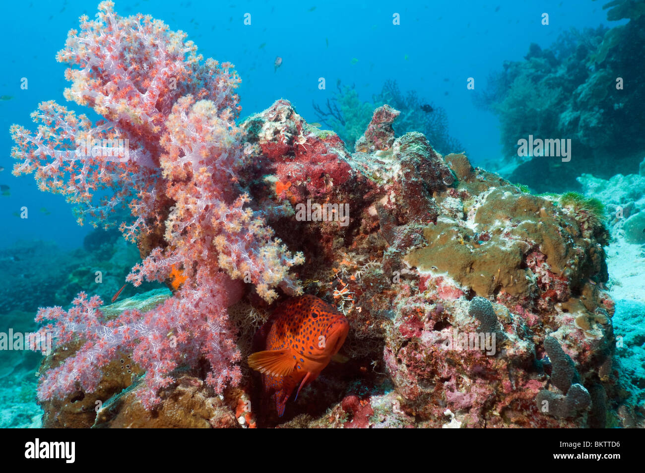 Coral hind (Cephlopholus miniata) lying in ambush amongst soft corals ...