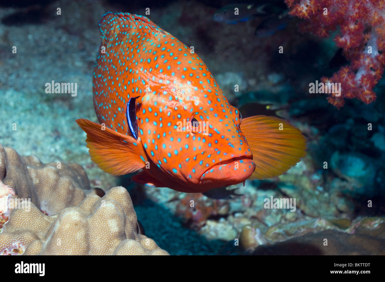 Coral hind (Cephalopholis miniata) with Bluestreak cleaner wrasse ...