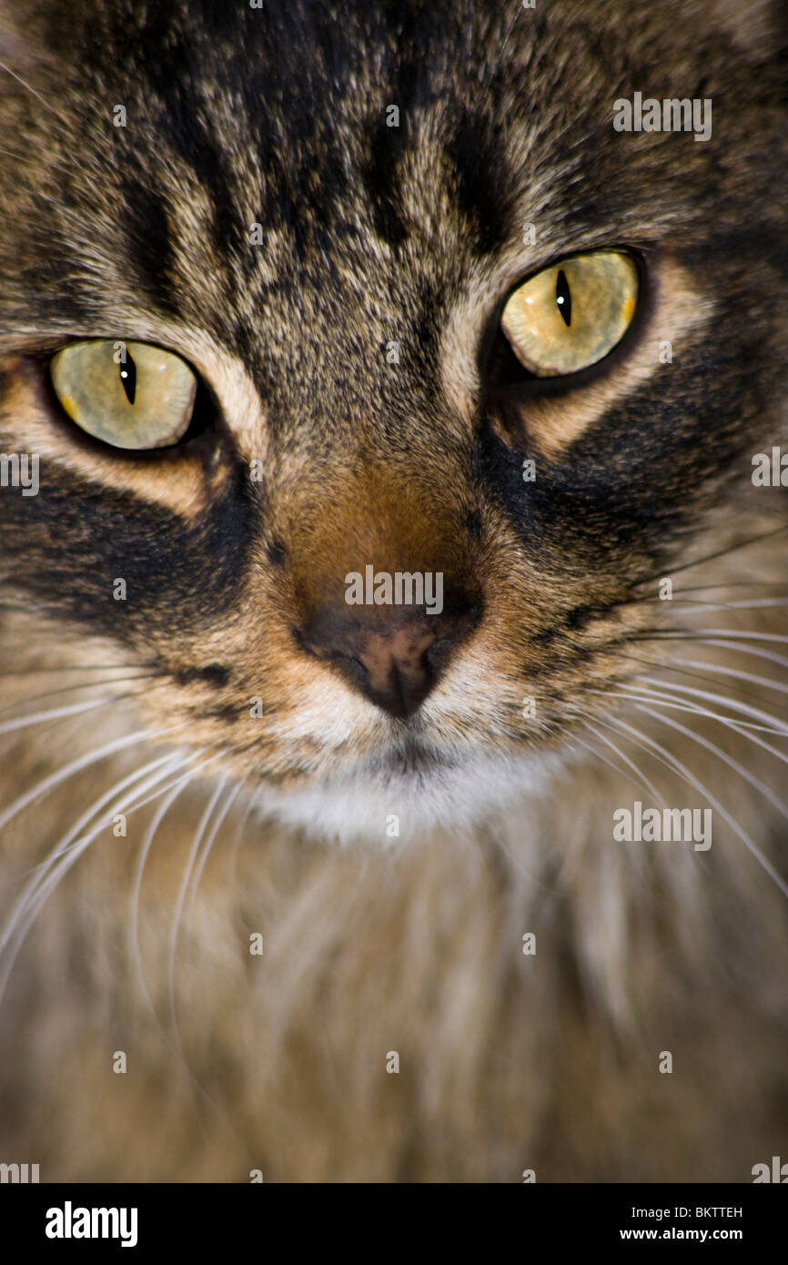 Male feline hi-res stock photography and images - Alamy