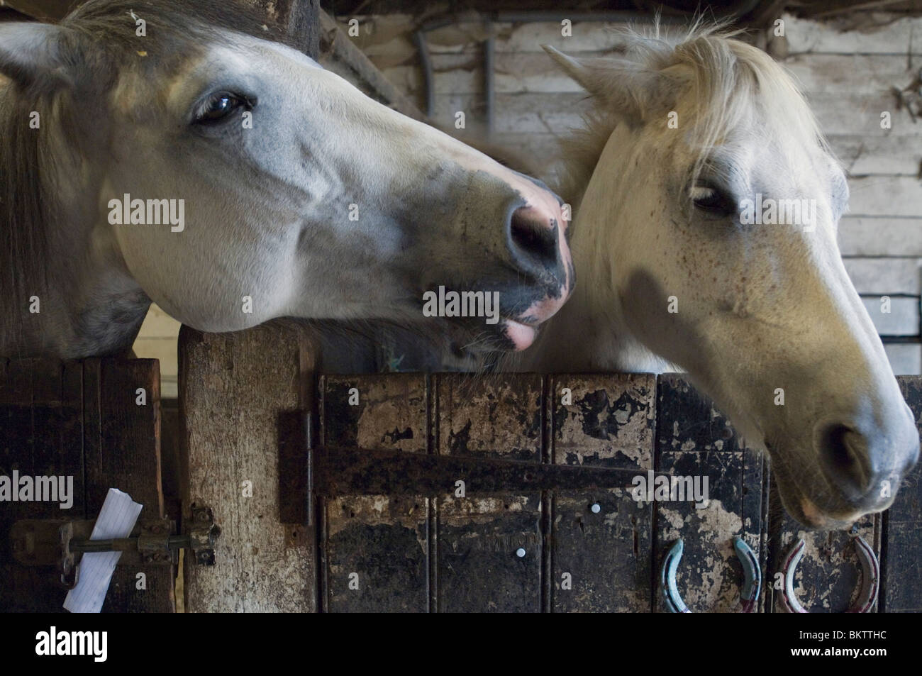 Stable images hi-res stock photography and images - Alamy