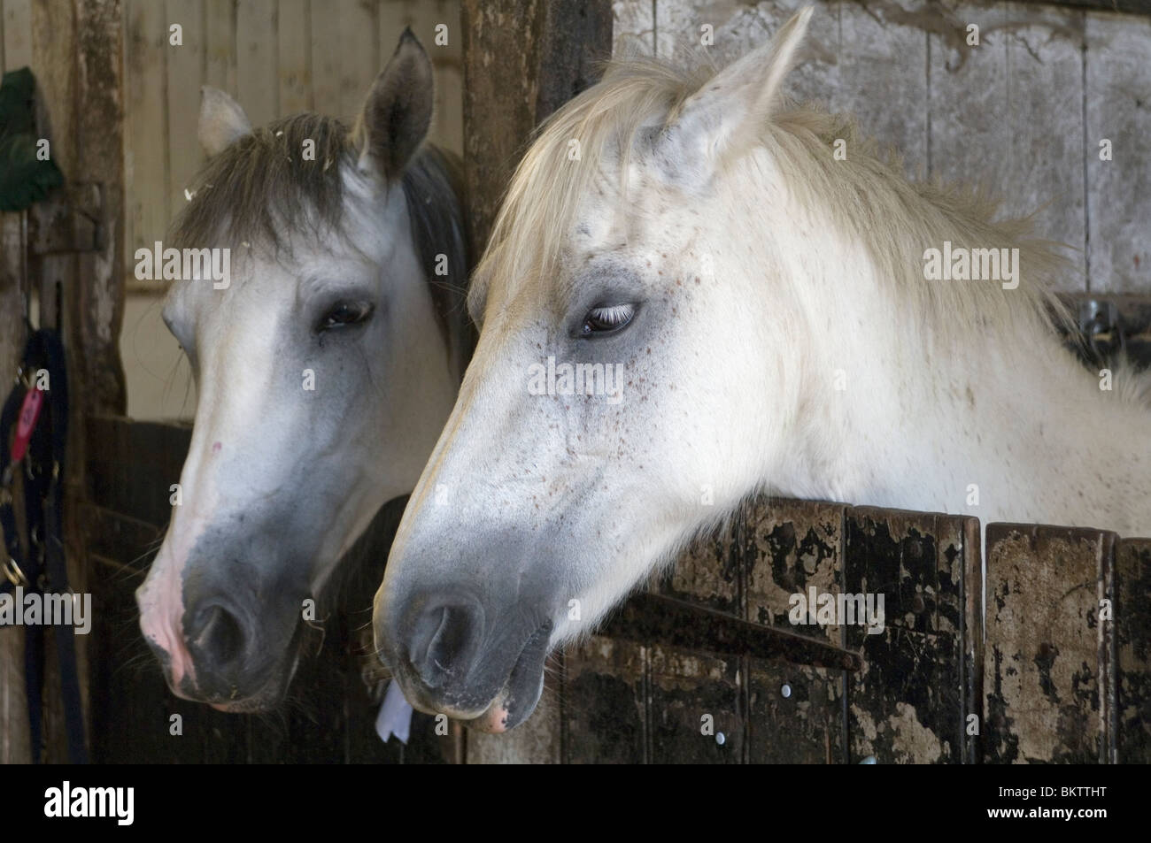 Inside Horse Stable High Resolution Stock Photography and Images - Alamy