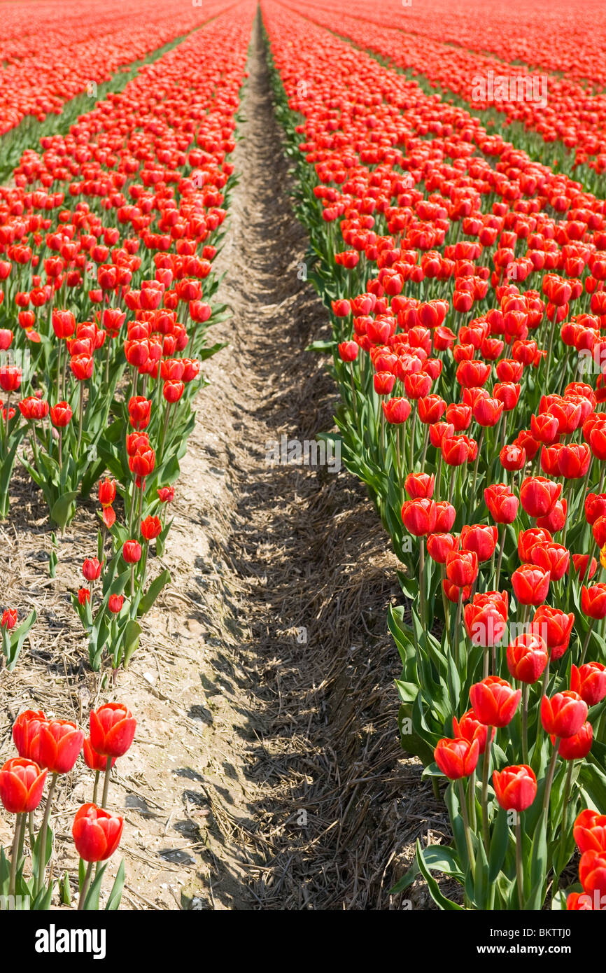 Landscape with red tulips in the fields Stock Photo - Alamy