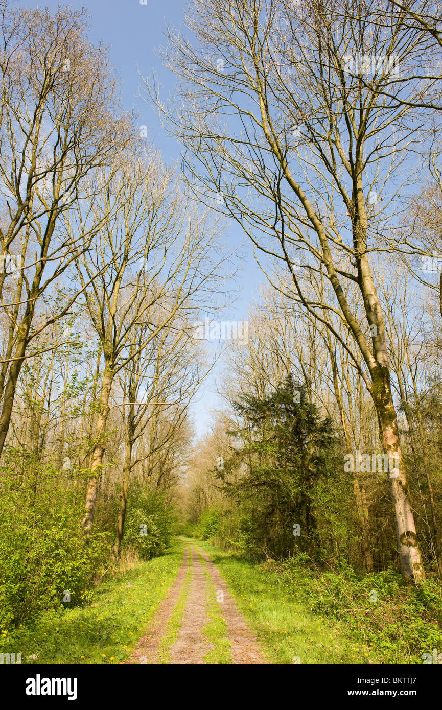 Vertical landscape with spring in the forest Stock Photo - Alamy
