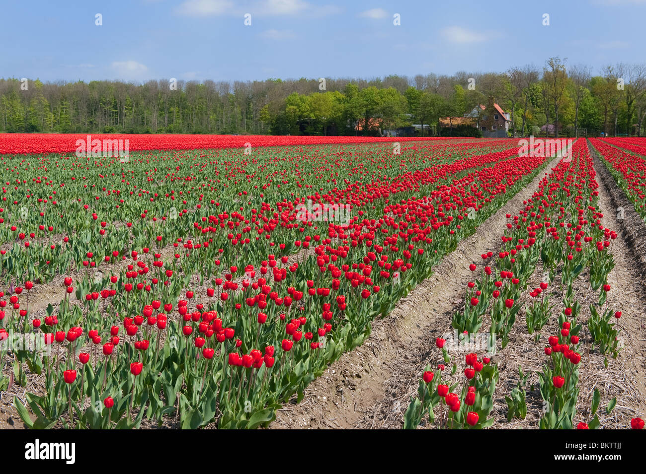 Dutch tulip bulb flower fields in landscape Stock Photo - Alamy