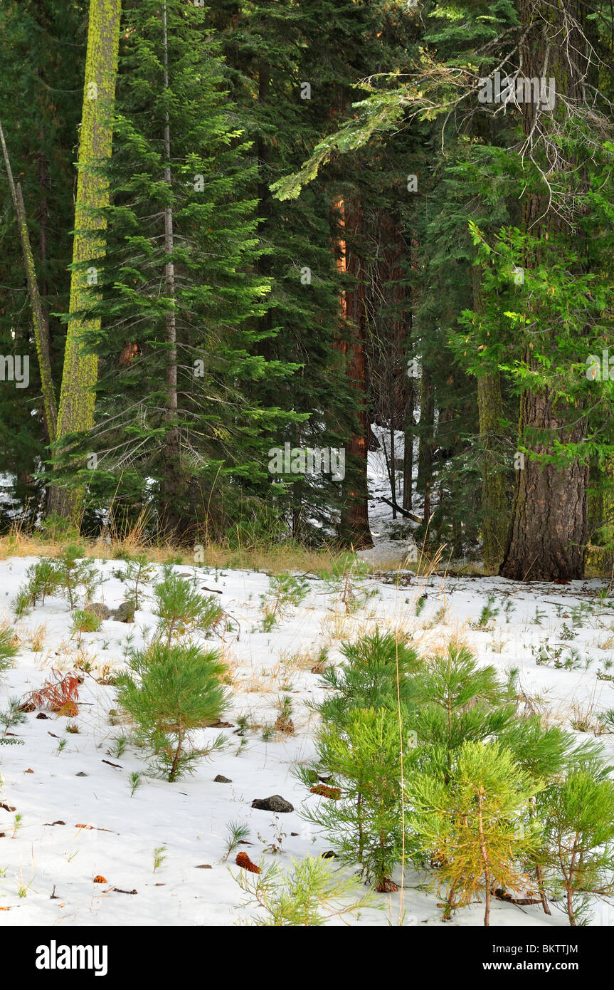 Giant sequoia sapling hi-res stock photography and images - Alamy