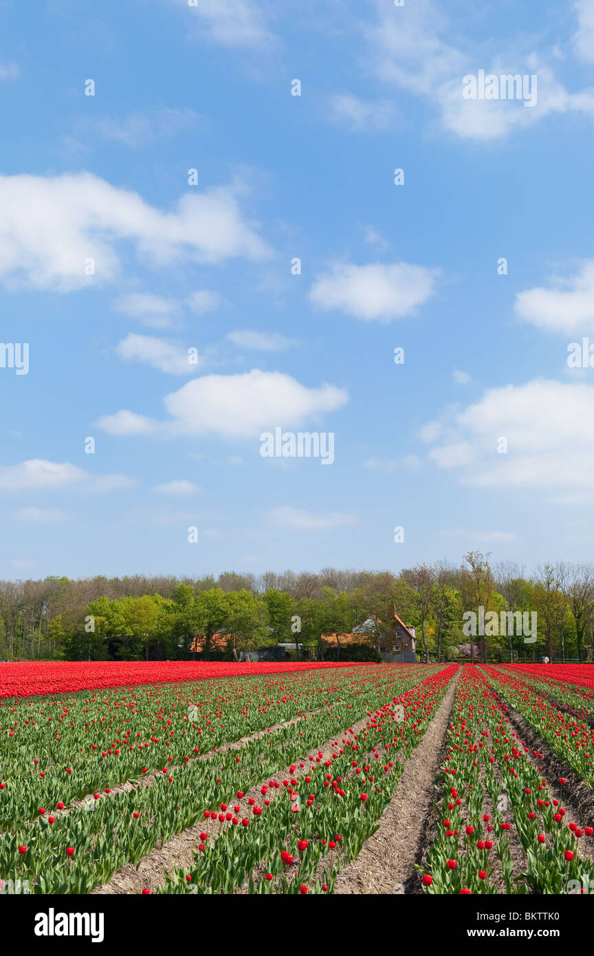 Dutch tulip bulb flower fields in landscape Stock Photo - Alamy