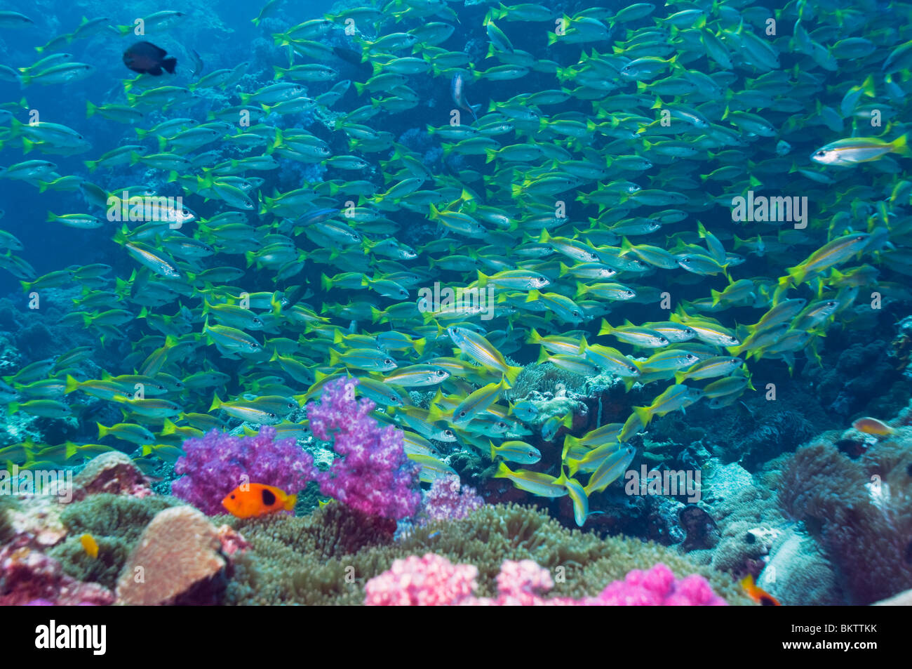 School of Bigeye snappers (Lutjanus lutjanus) on coral reef with soft ...