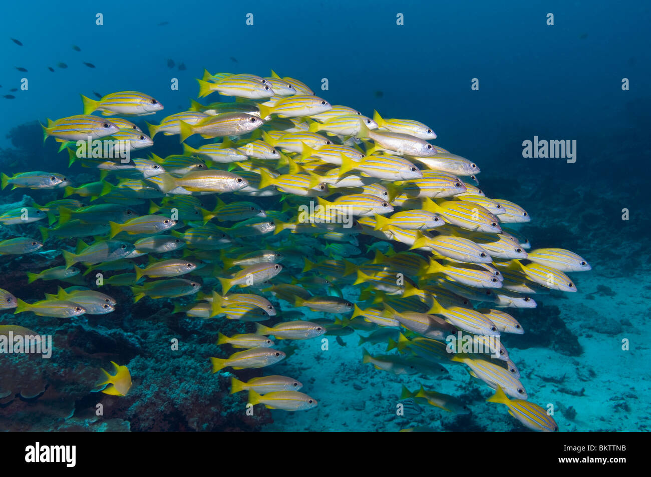 School of Bigeye snappers (Lutjanus lutjanus) and Bluelined snappers ...