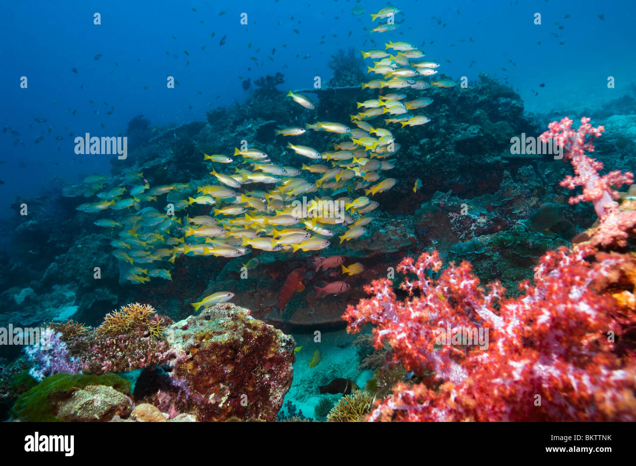 School of Snappers over coral reef with soft corals. Thailand Stock ...