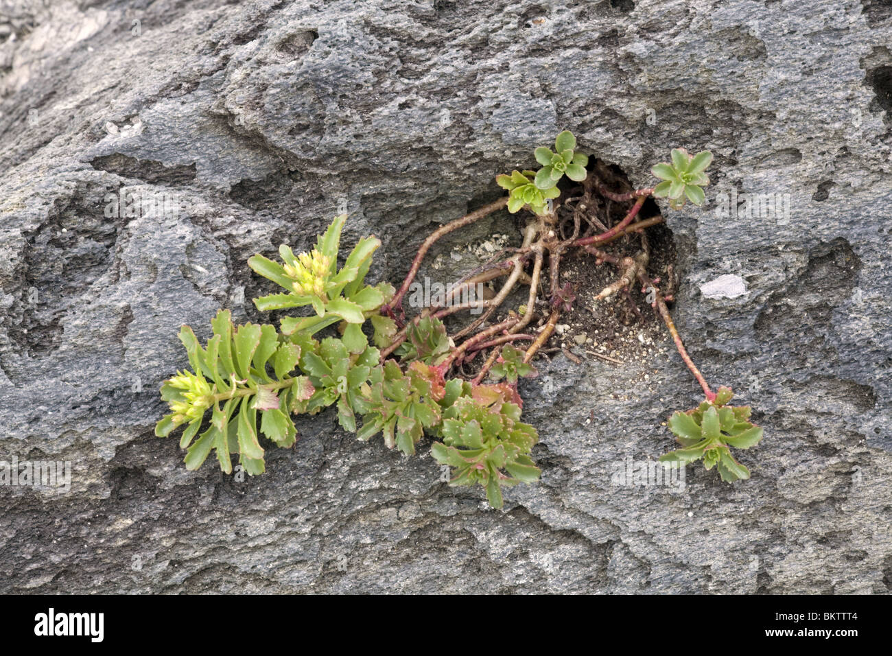 Growing by rock hi-res stock photography and images - Alamy