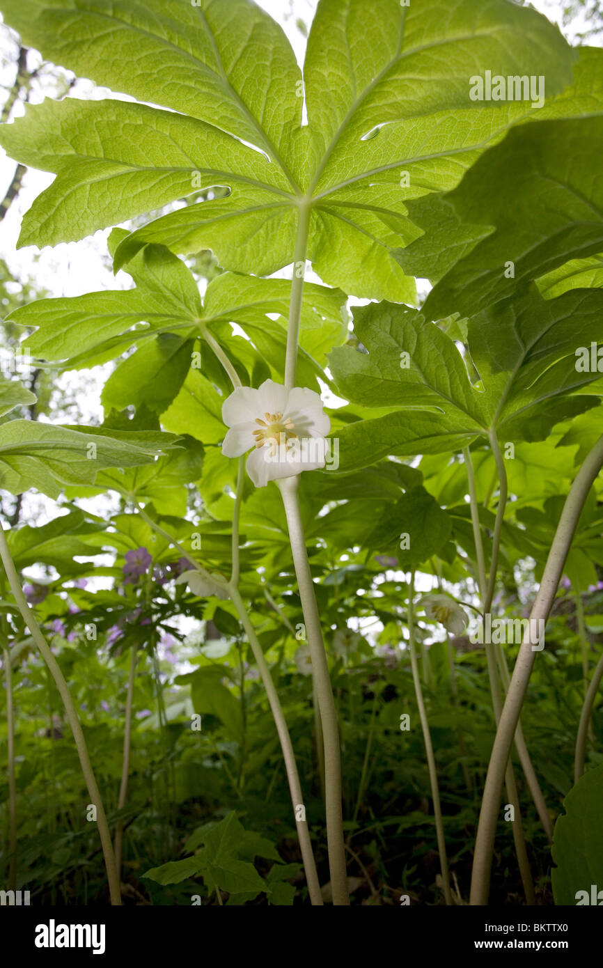 Mayapple High Resolution Stock Photography and Images - Alamy
